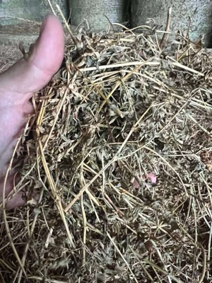 Batch 8722 Protein Hay – Fodder Link Website