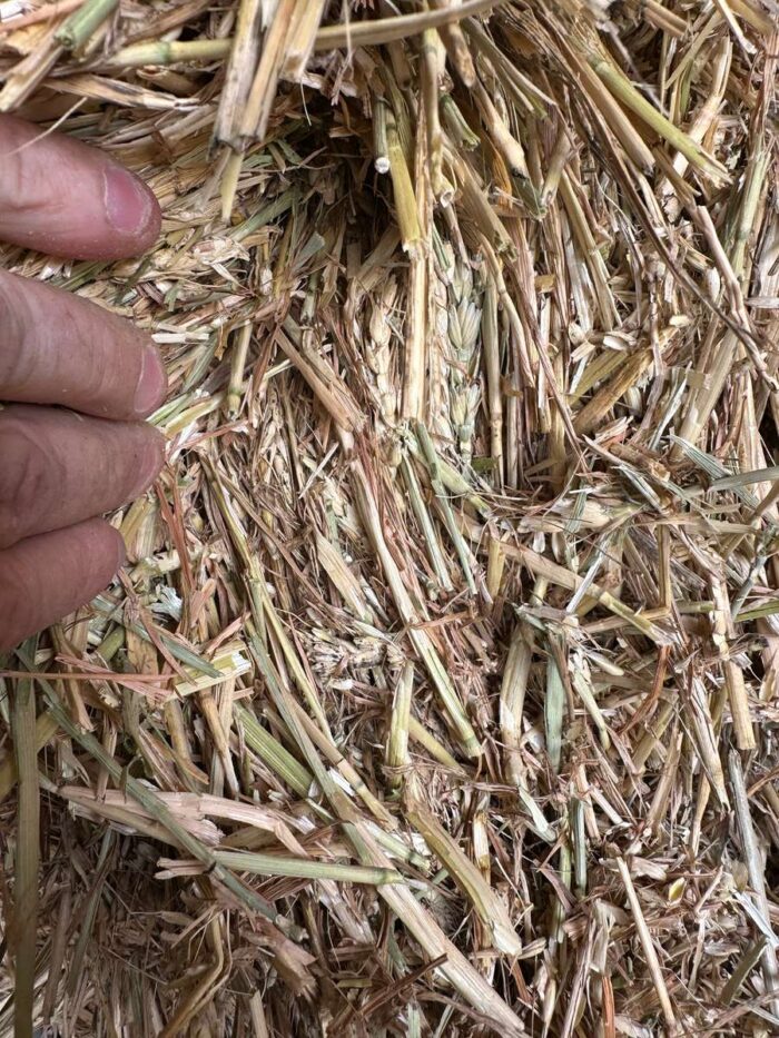 Batch 81255 Cereal Hay – Fodder Link Website