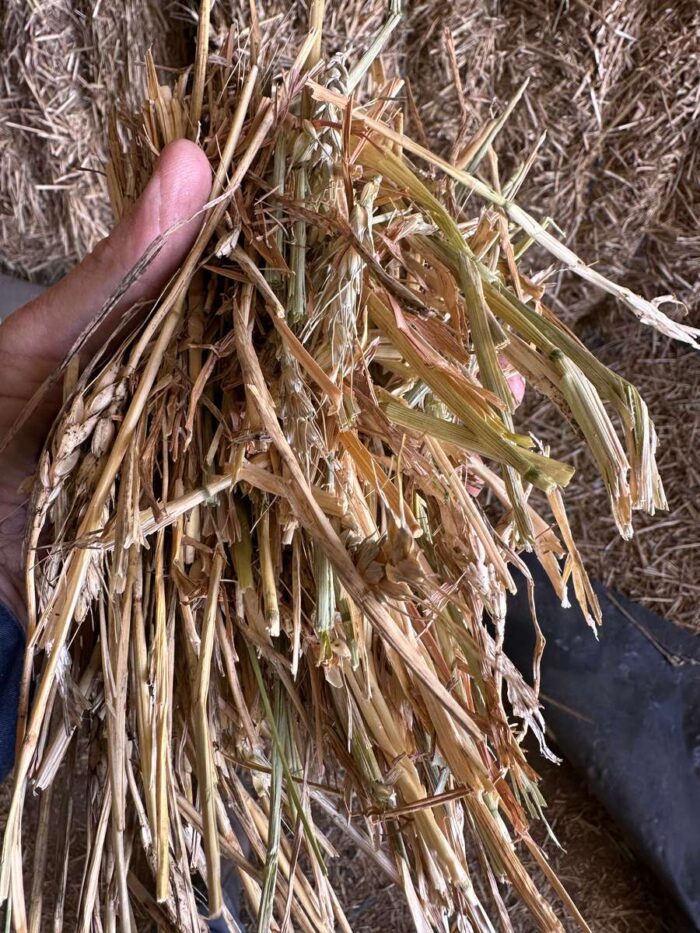 Batch 81255 Cereal Hay – Fodder Link Website
