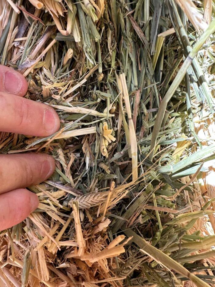 Batch 81228 Cereal Hay – Fodder Link Website