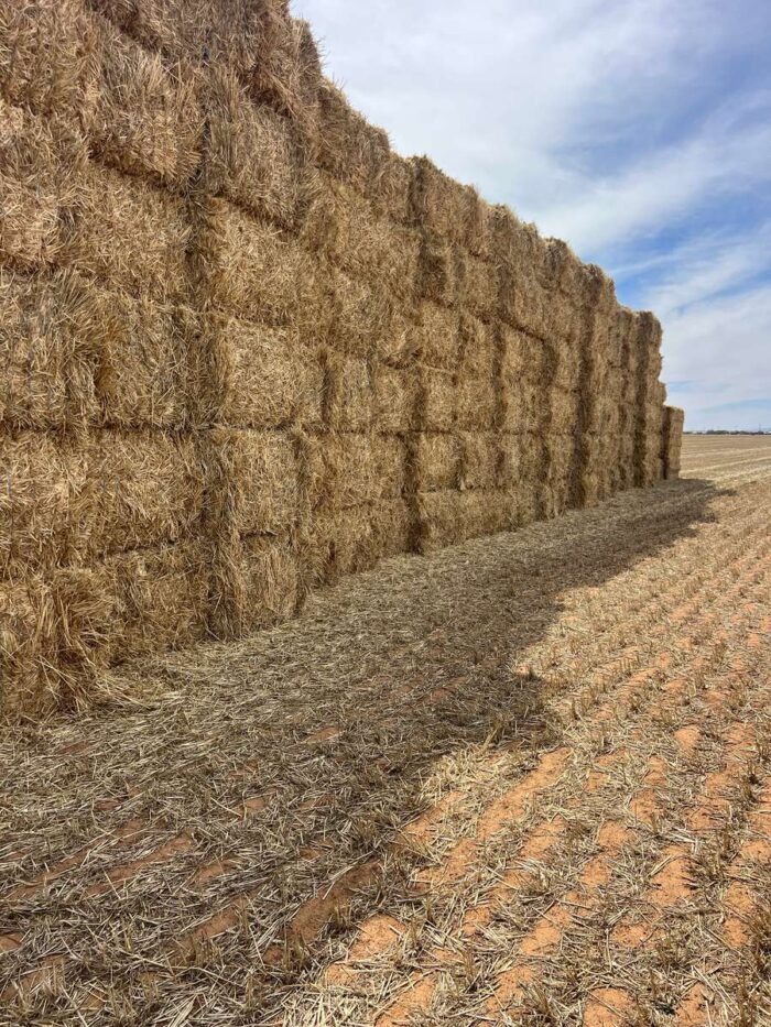 Batch 81237 Cereal Hay – Fodder Link Website