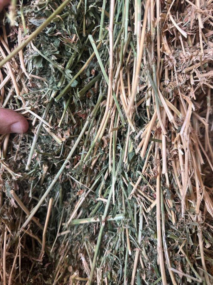 Batch 81414 Protein Hay – Fodder Link Website