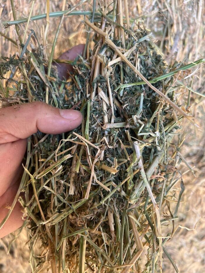 Batch 81354 Protein Hay – Fodder Link Website